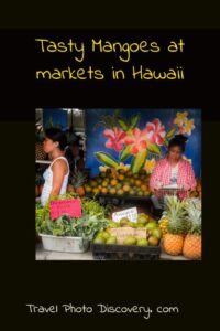 Mango Season In Hawaii