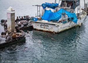 Exploring The Quirky And Cool Attractions In Moss Landing