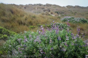 Exploring Point Reyes National Seashore