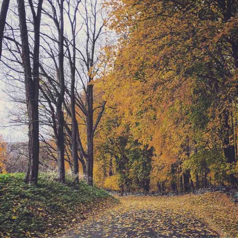 Fall Season In USA