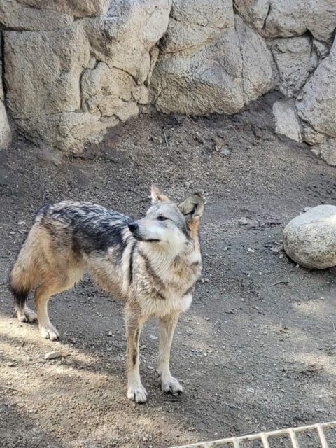 Living Desert Zoo And Gardens